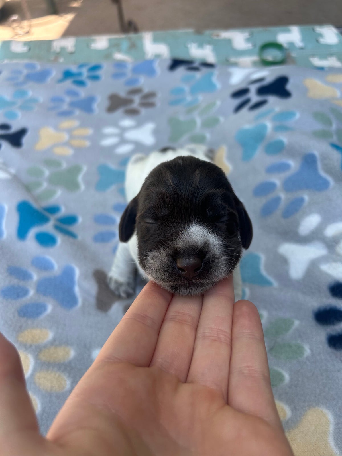 Week 1 | All Star Pointing Griffons