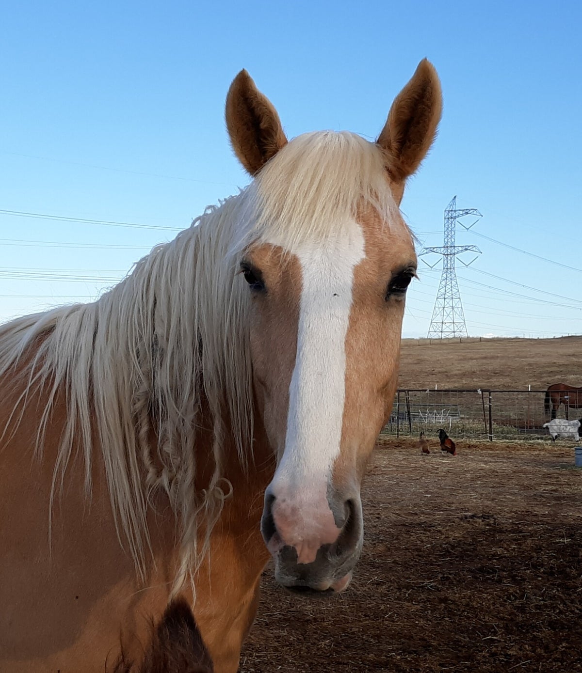 The Mustang Project