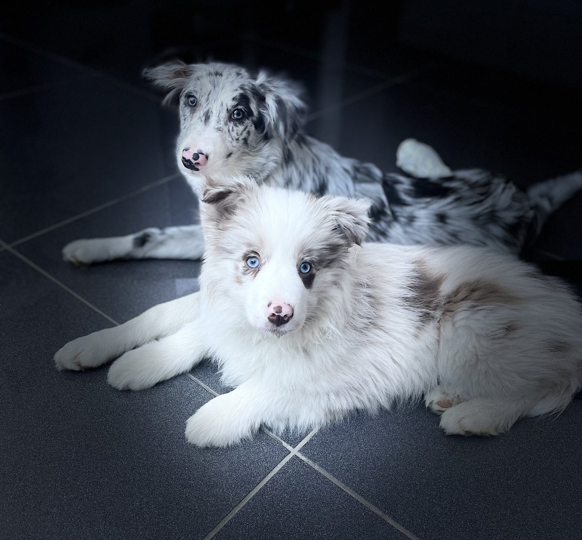 Impressum | Shadow Dogs Mobile Hundeschule