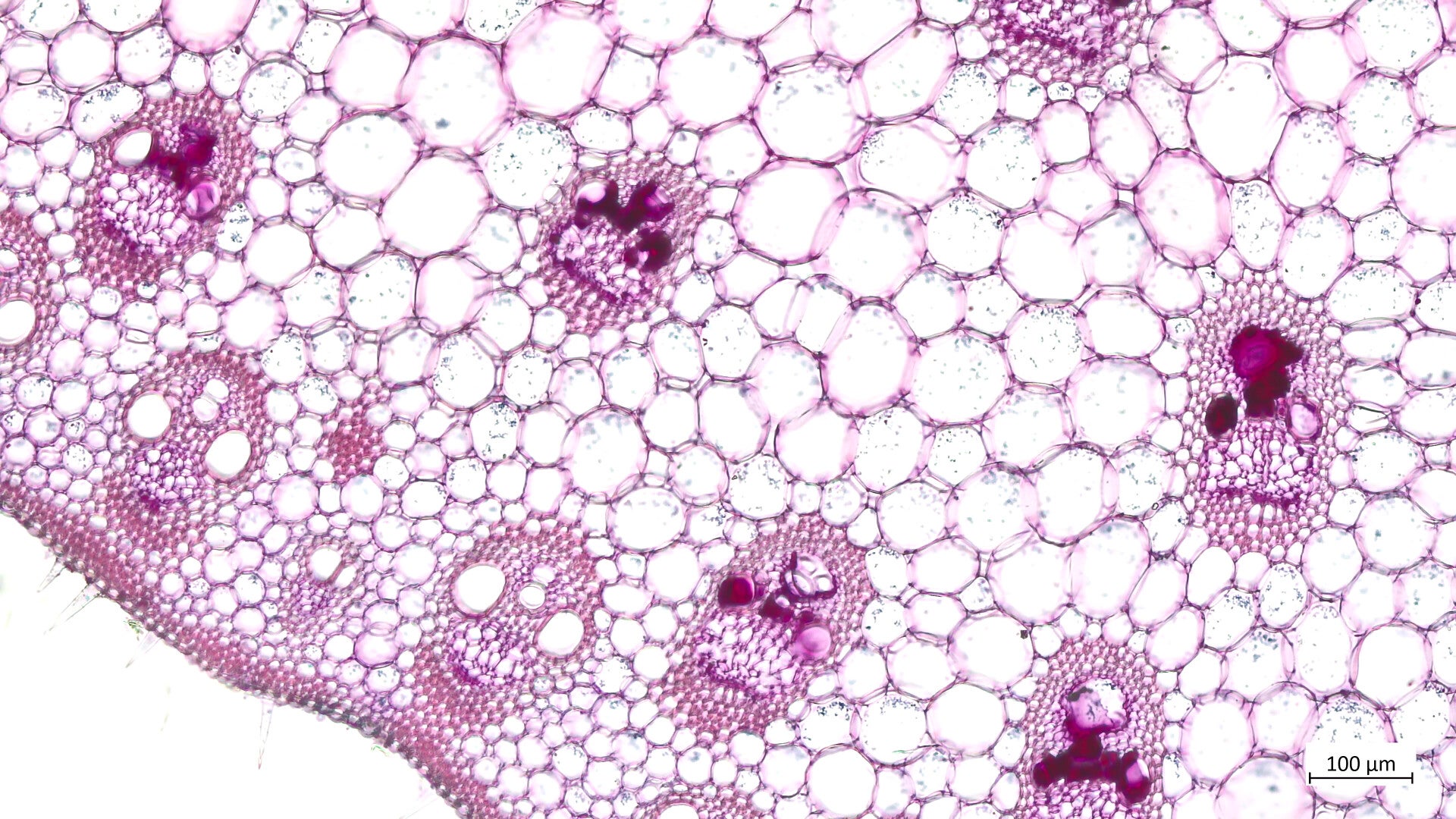 Les parenchymes / Tissus fondamentaux / Histologie des Trachéophytes ...