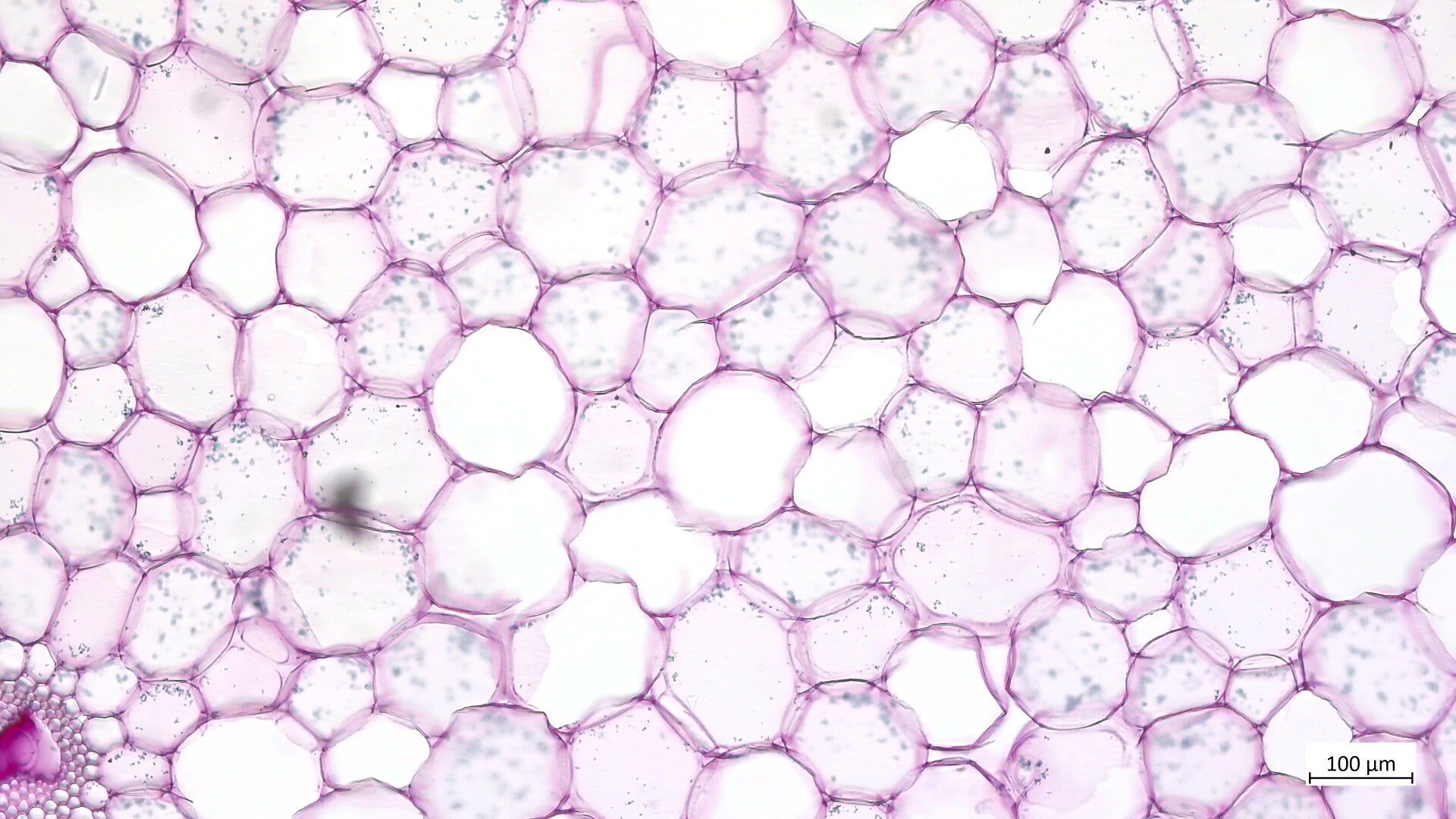 Les parenchymes / Tissus fondamentaux / Histologie des Trachéophytes ...