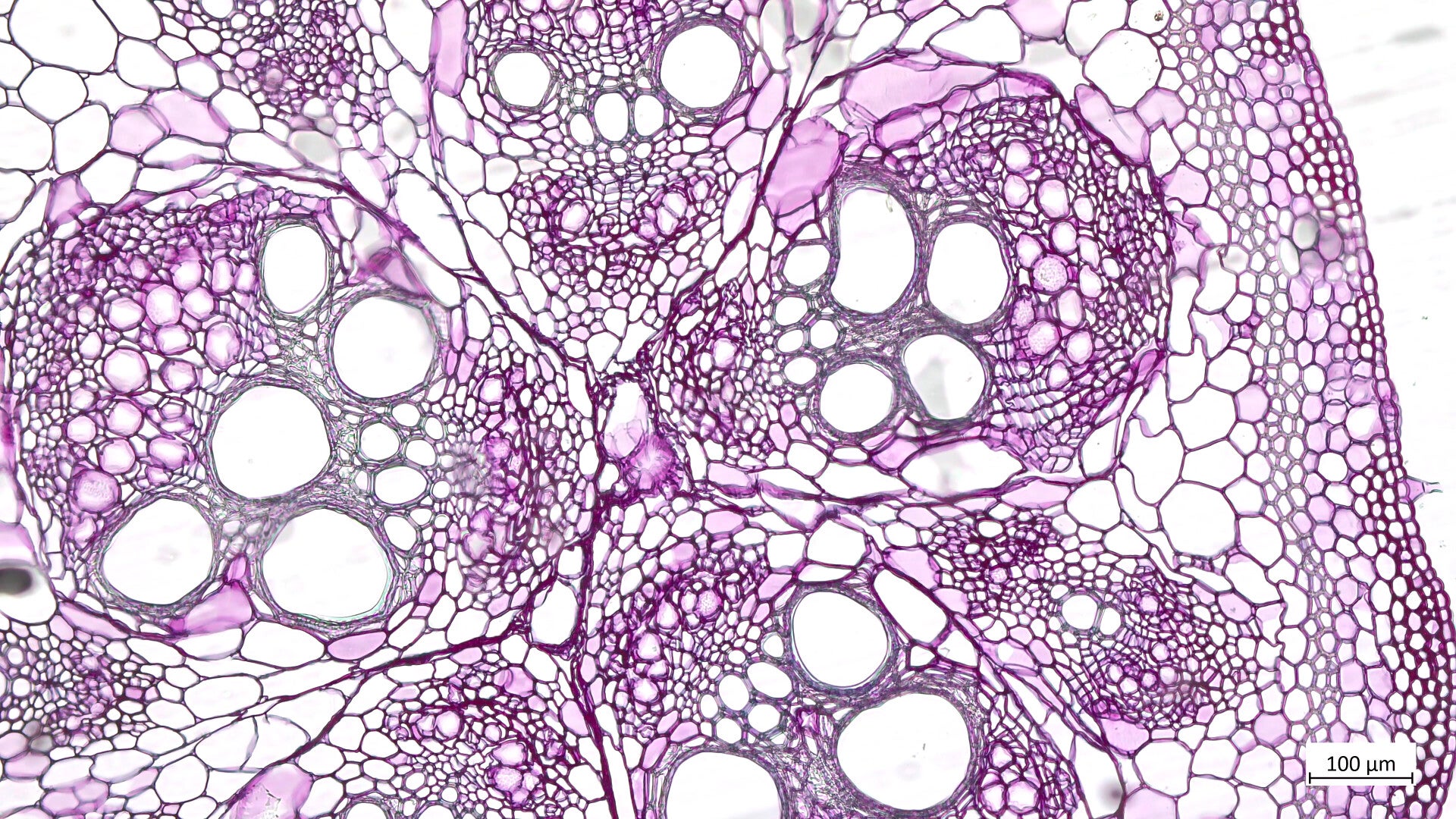 Le phloème / Tissus conducteurs / Histologie des Trachéophytes | HistoVég