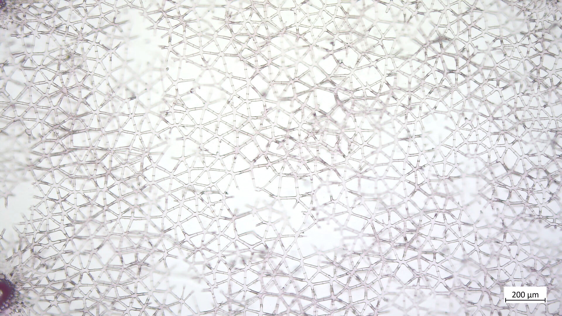 Les parenchymes / Tissus fondamentaux / Histologie des Trachéophytes ...