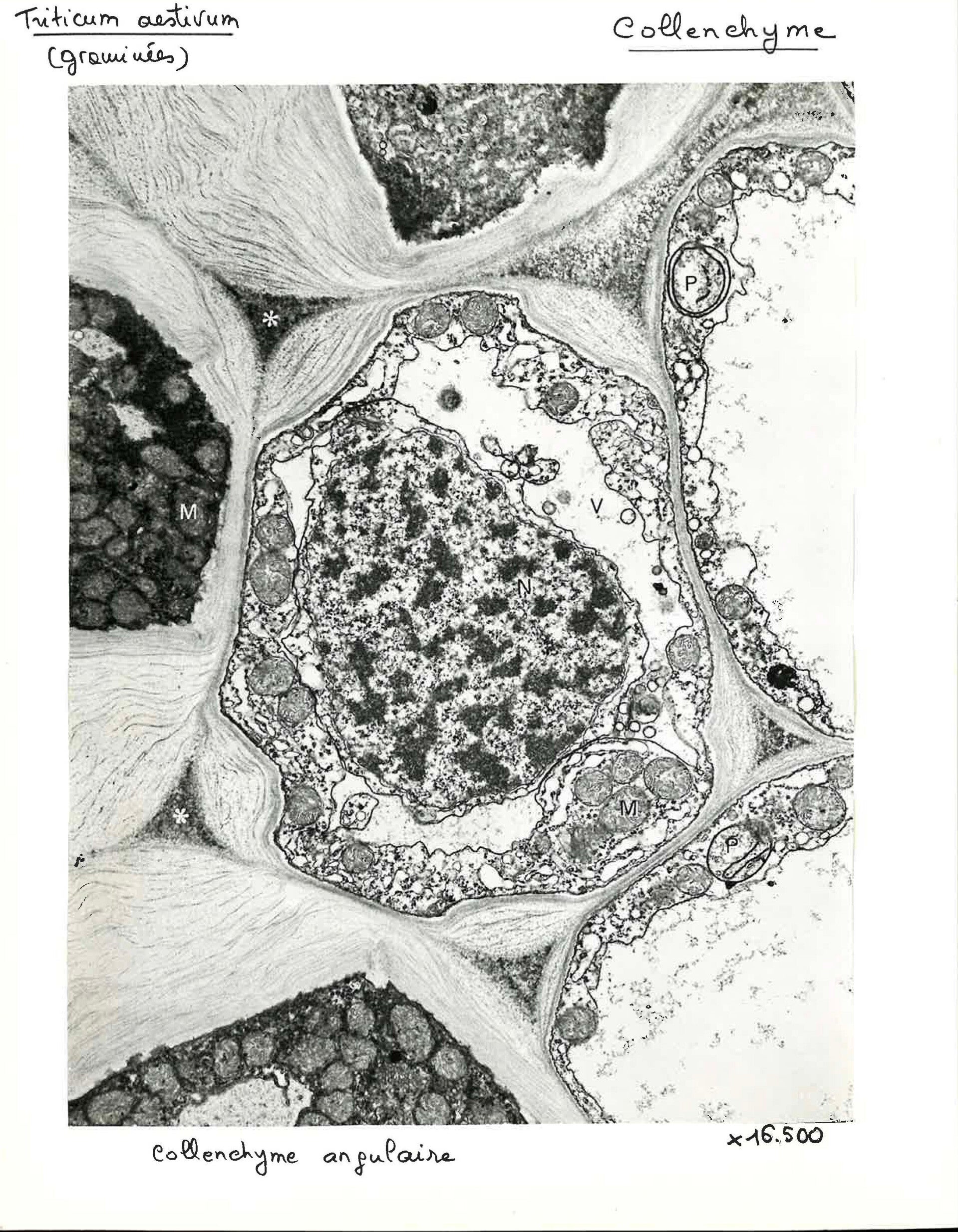 Collenchyme / Tissus de soutien / Tissus fondamentaux / Histologie des ...