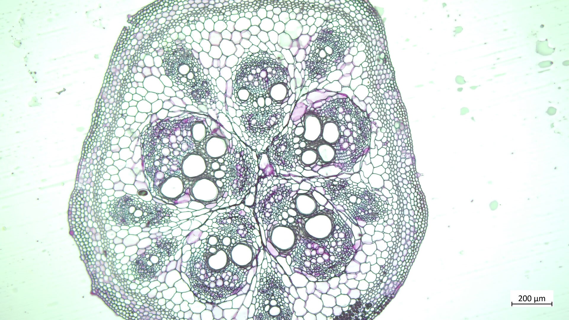 Le phloème / Tissus conducteurs / Histologie des Trachéophytes | HistoVég