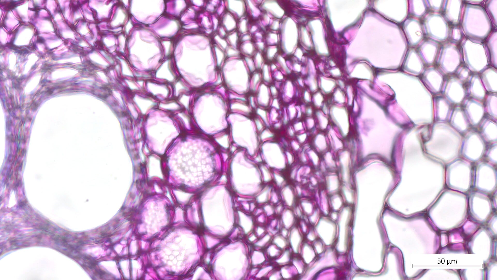 Le phloème / Tissus conducteurs / Histologie des Trachéophytes | HistoVég