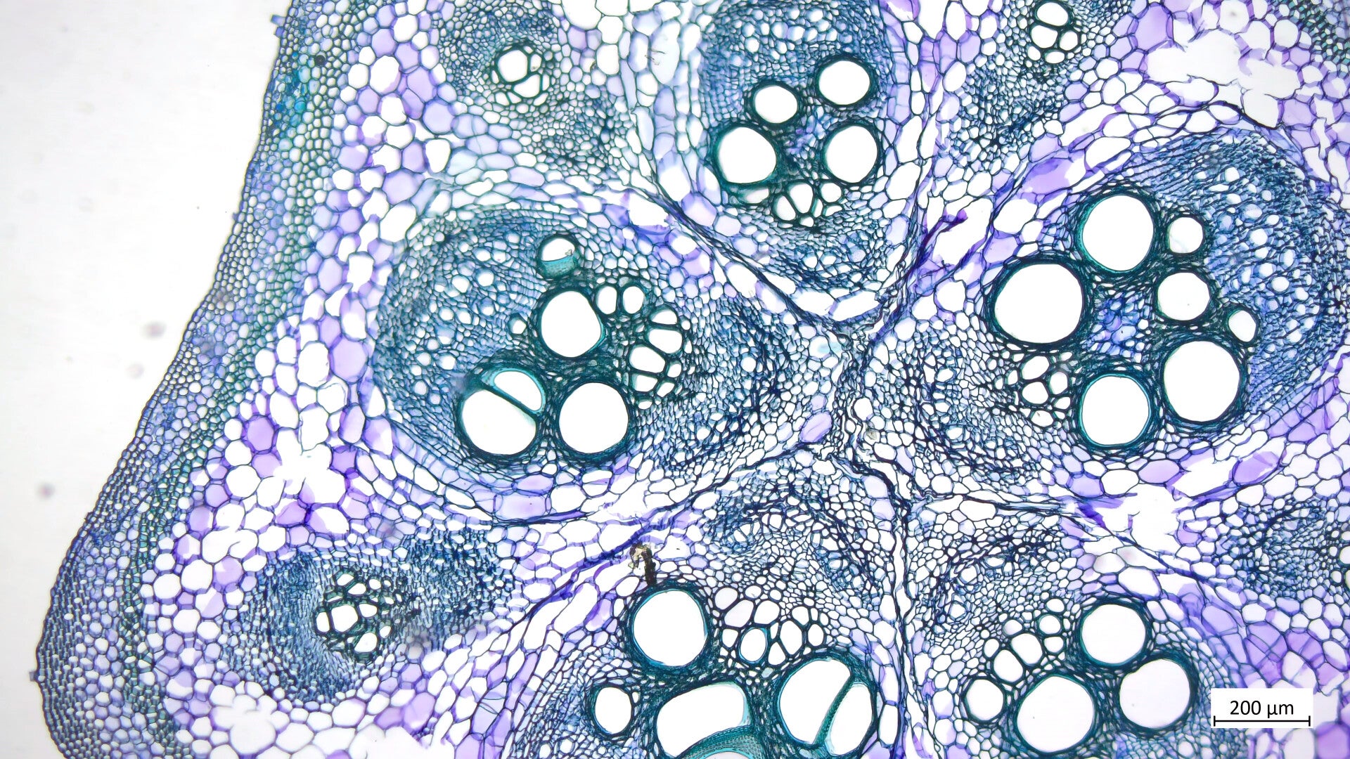 Le phloème / Tissus conducteurs / Histologie des Trachéophytes | HistoVég