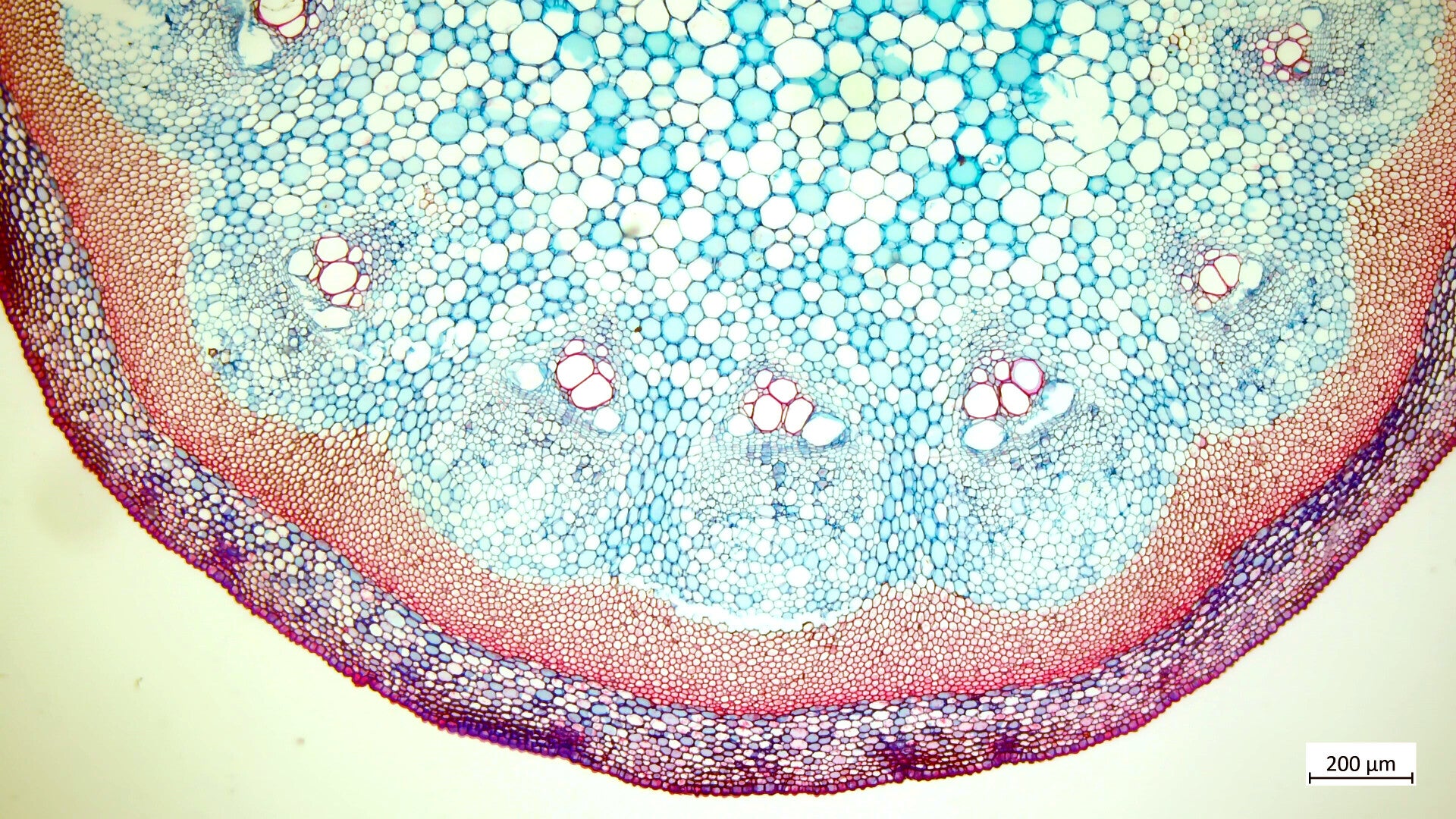 Photothèque : tiges Dicotylédones sensu lato / Les tiges de ...