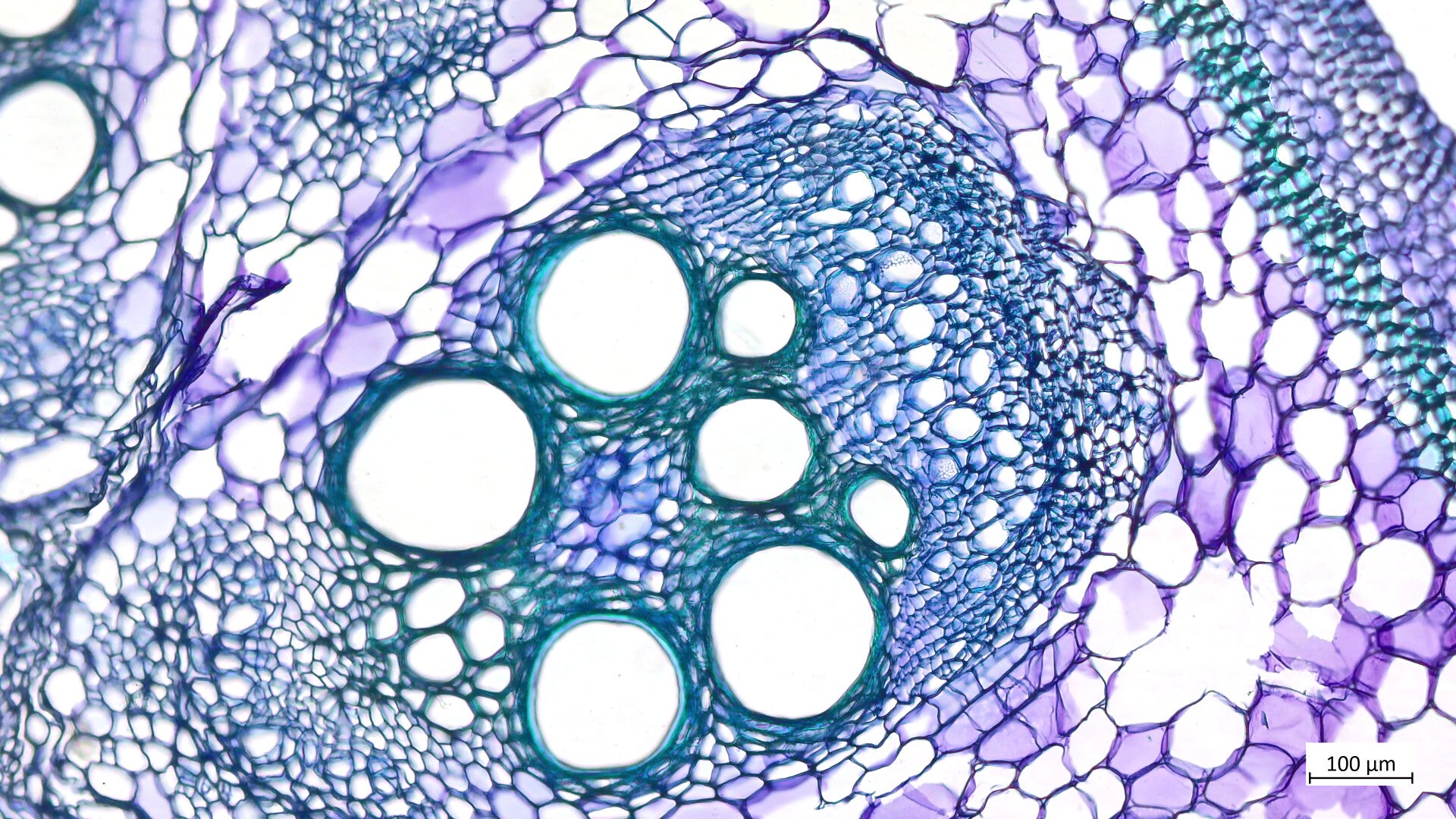 Le phloème / Tissus conducteurs / Histologie des Trachéophytes | HistoVég