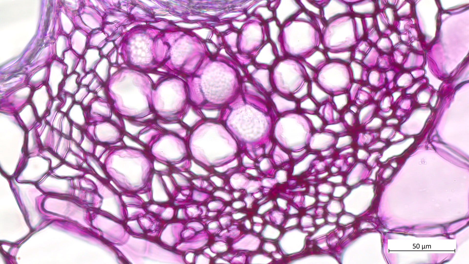 Le phloème / Tissus conducteurs / Histologie des Trachéophytes | HistoVég