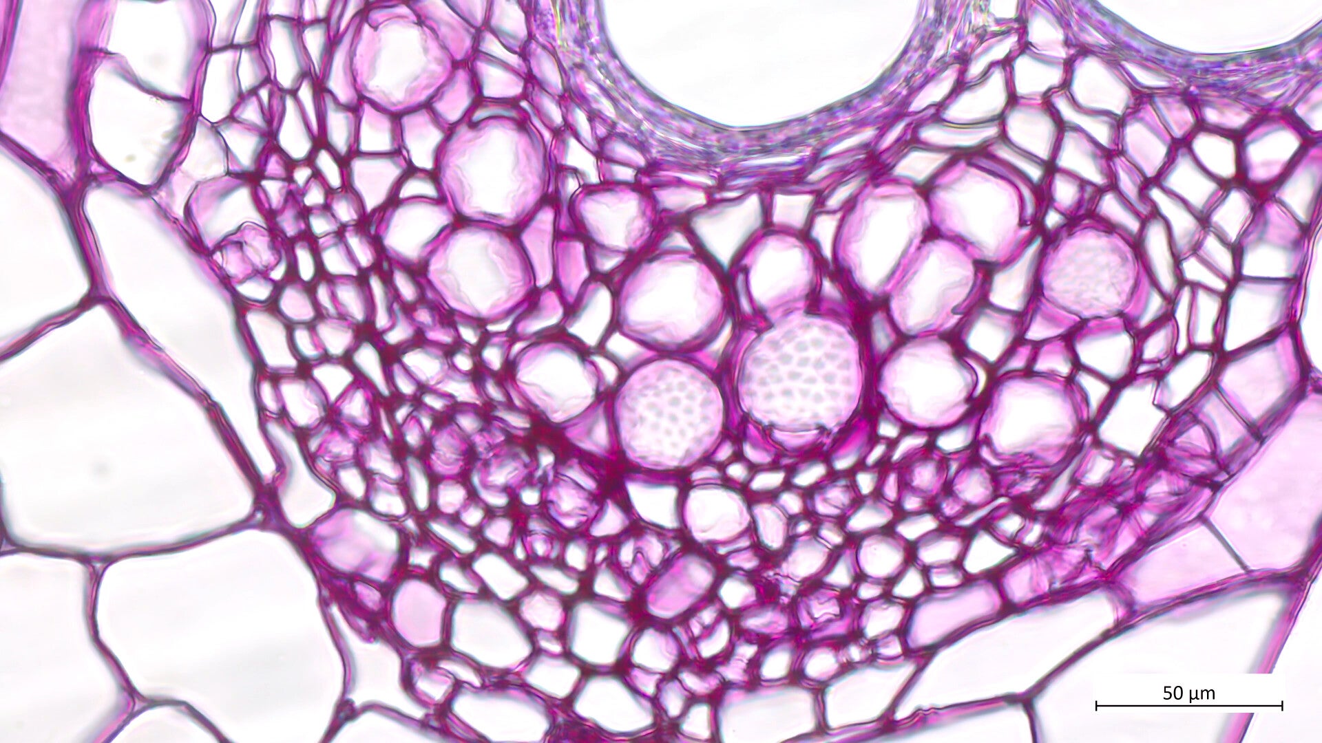Le phloème / Tissus conducteurs / Histologie des Trachéophytes | HistoVég
