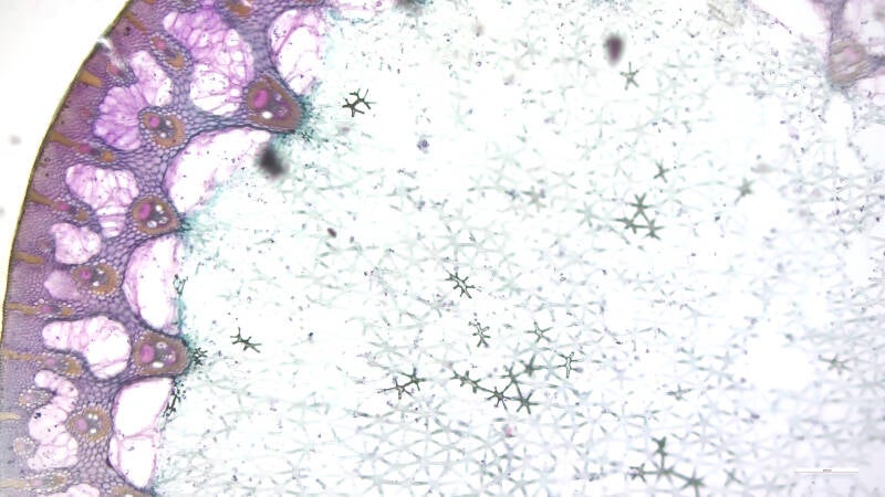 Les parenchymes / Tissus fondamentaux / Histologie des Trachéophytes ...