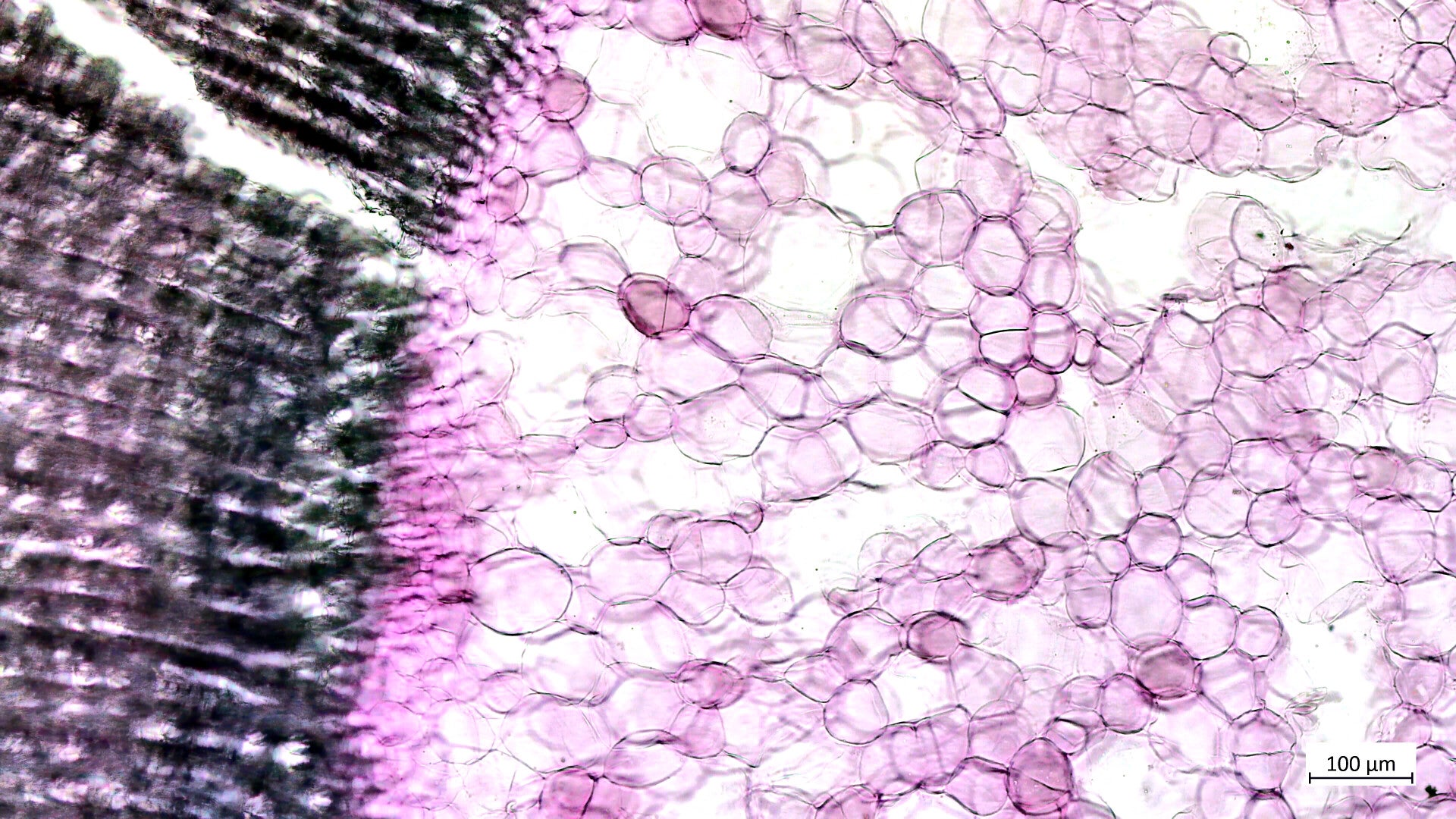 Les parenchymes / Tissus fondamentaux / Histologie des Trachéophytes ...