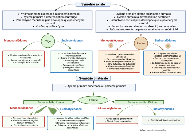 Anatomie des Angiospermes | HistoVég
