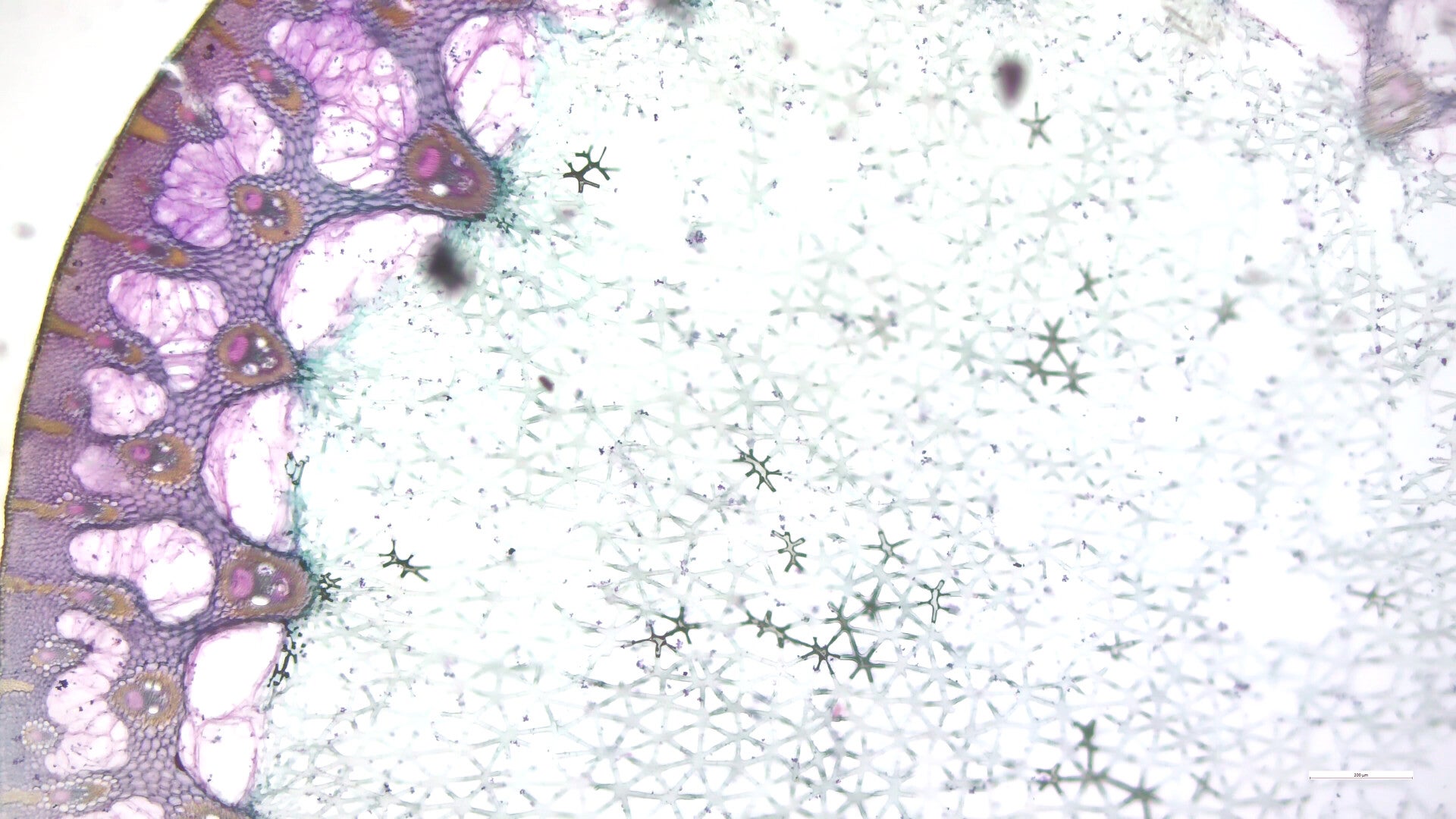 Les parenchymes / Tissus fondamentaux / Histologie des Trachéophytes ...