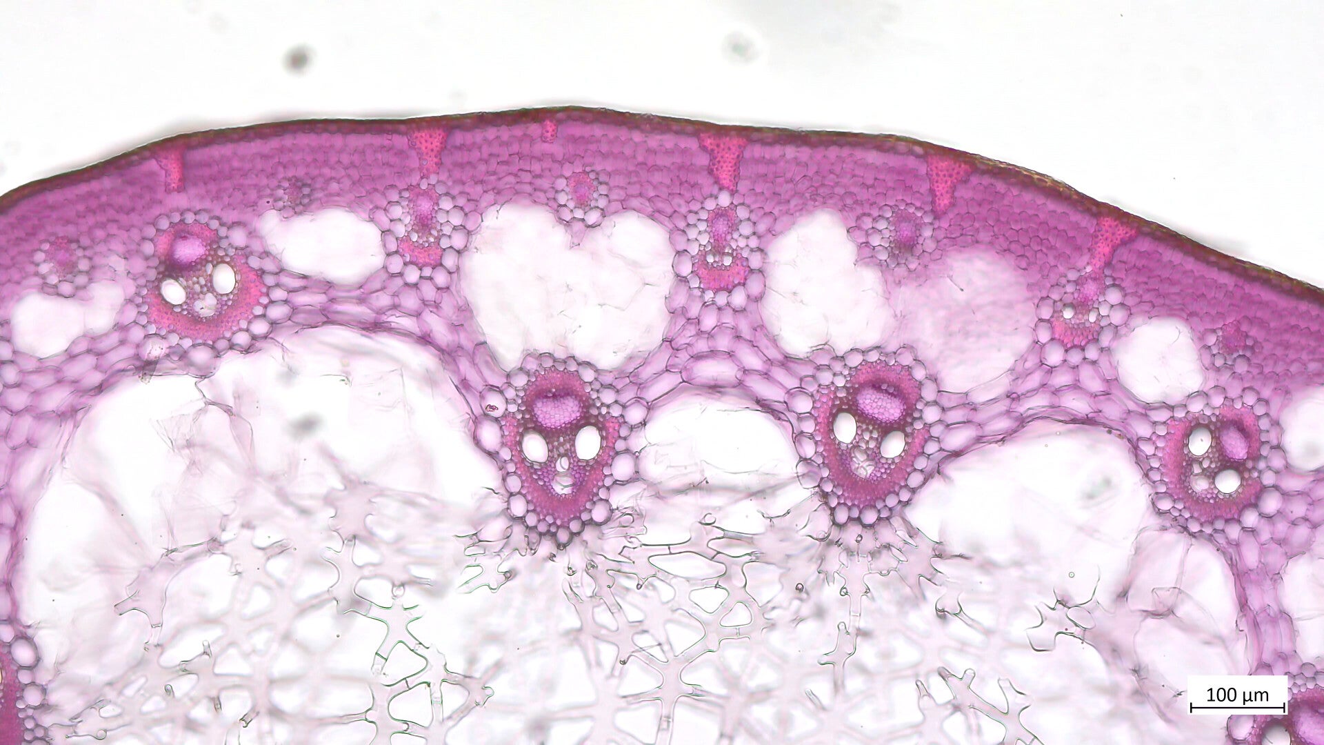 Les parenchymes / Tissus fondamentaux / Histologie des Trachéophytes ...