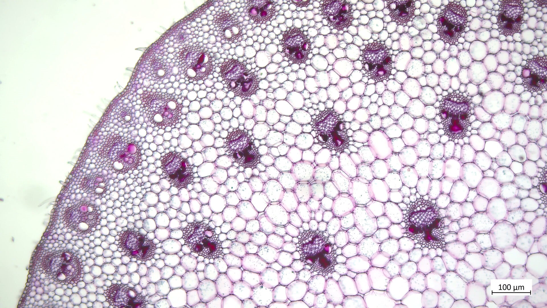 Les parenchymes / Tissus fondamentaux / Histologie des Trachéophytes ...