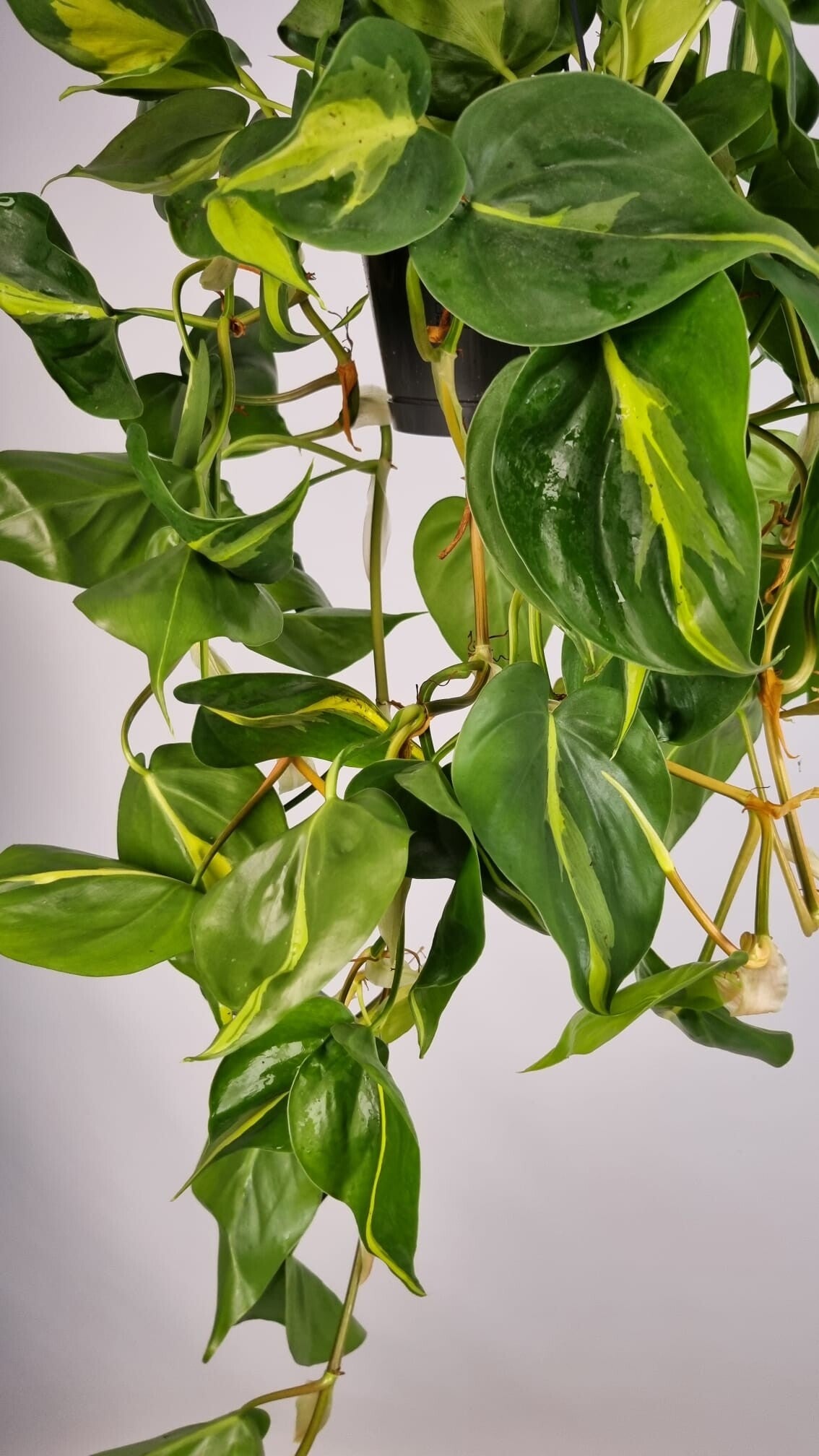Philodendron scandens Brasil: de perfecte hangplant voor elk interieur