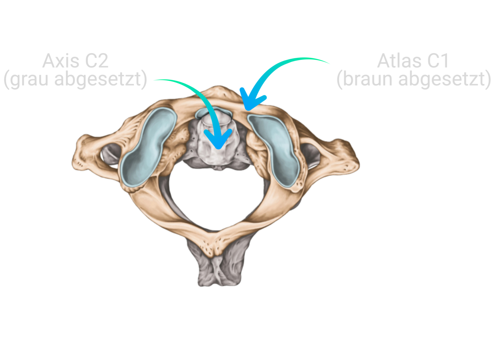 Atlas und Axis: Anatomie und Funktion der Halswirbel