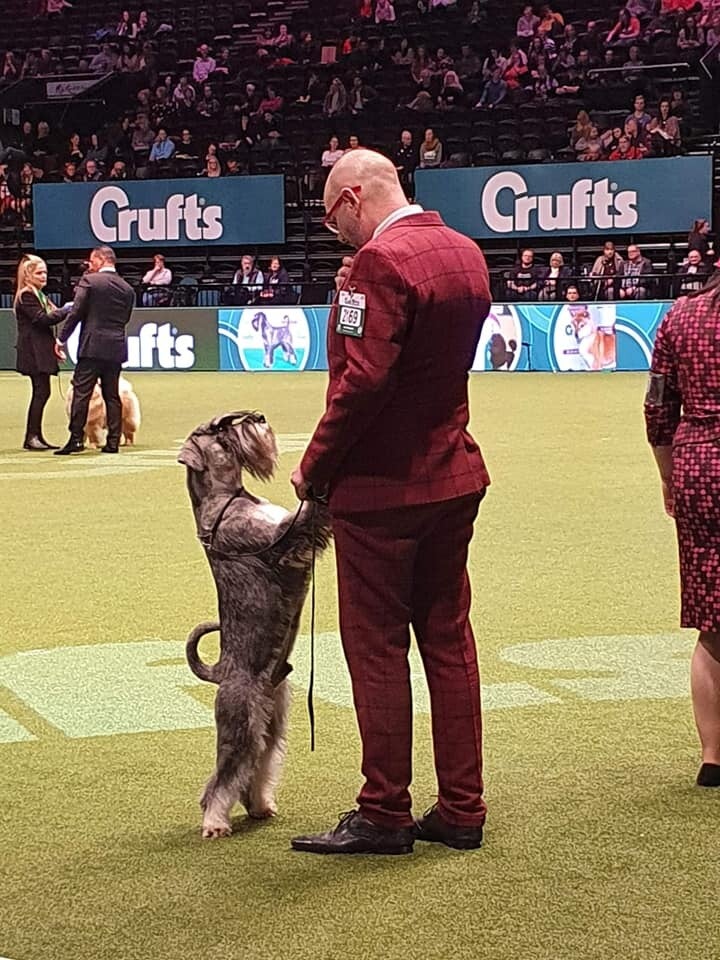 Boujan Fanny Dango / Males / Our Dogs | Boujan schnauzers