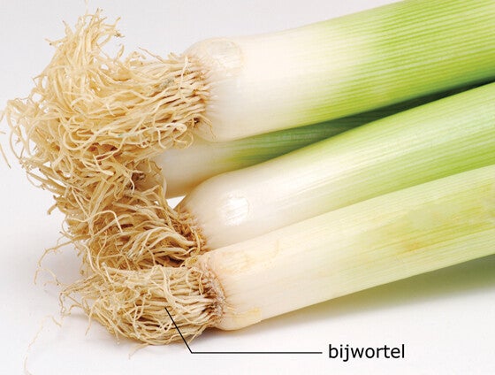 Bijwortels | De wortel