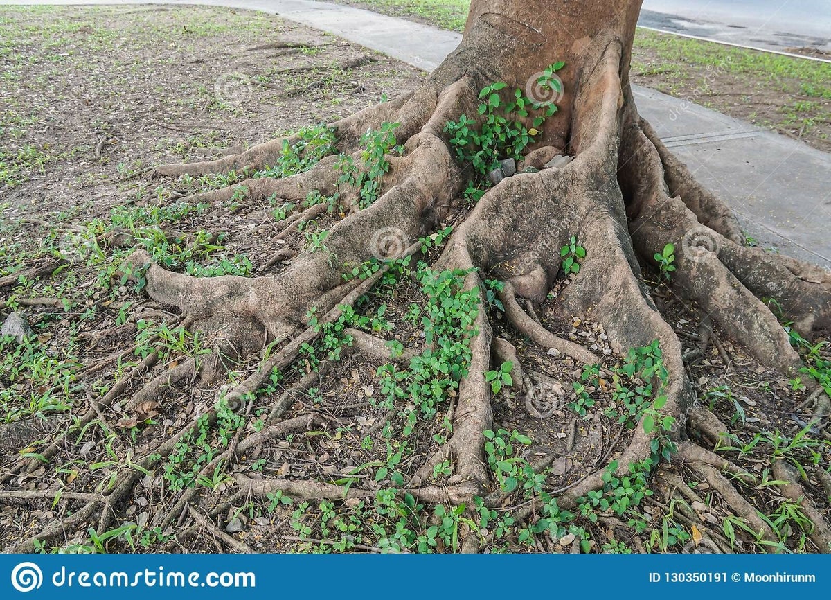 Soorten wortels | De wortel