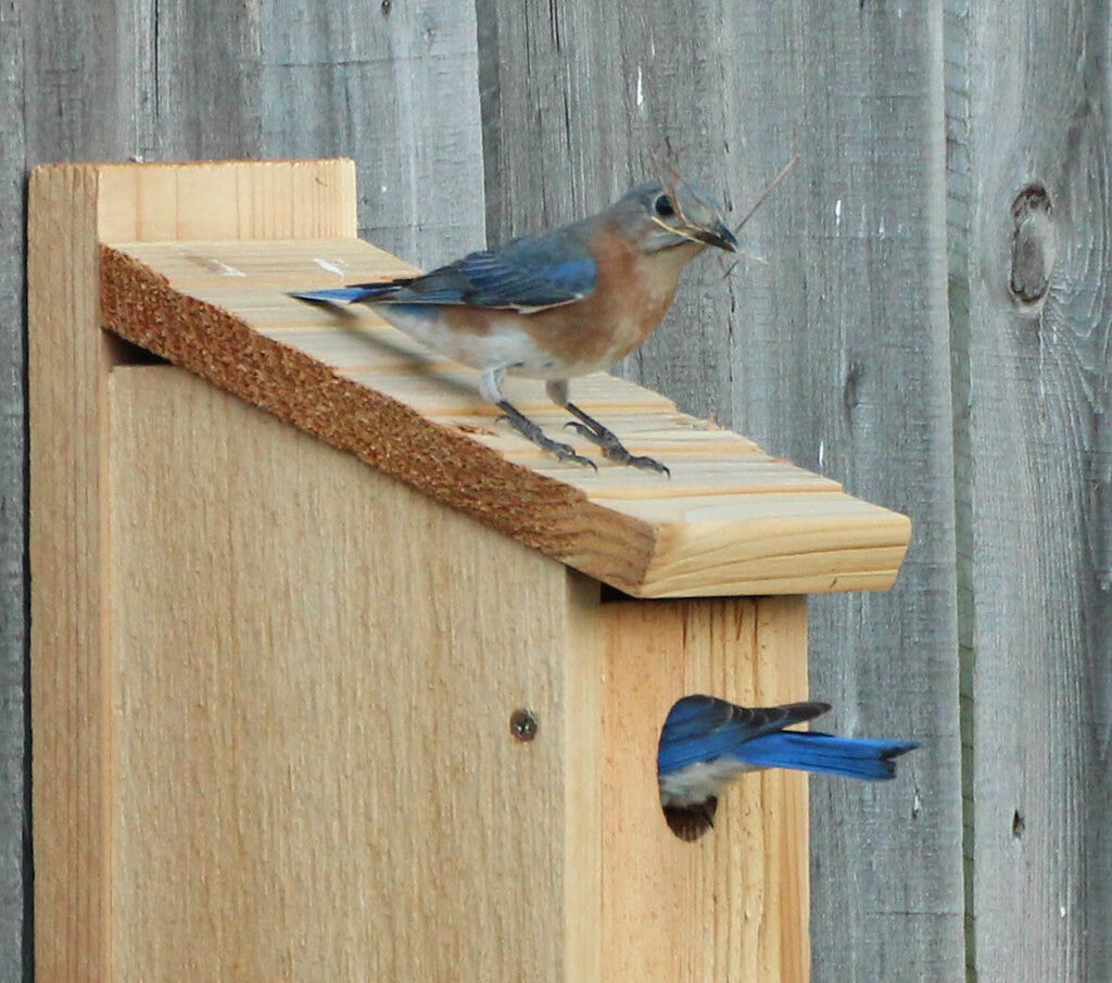 Bluebird House | Worms-A-plenty