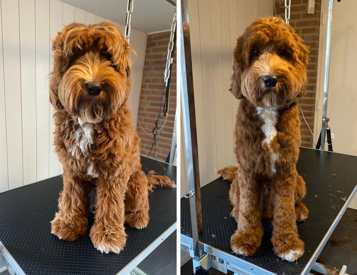 Voor & Na de behandeling | Trimsalon Good Looking Doodle