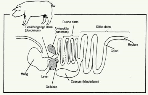 Verteringsstelsel | Varkensopdracht