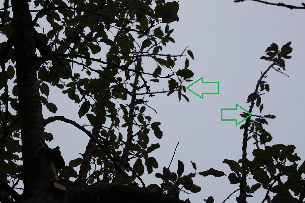 Die Wasserschosser | Bessere-Äpfel