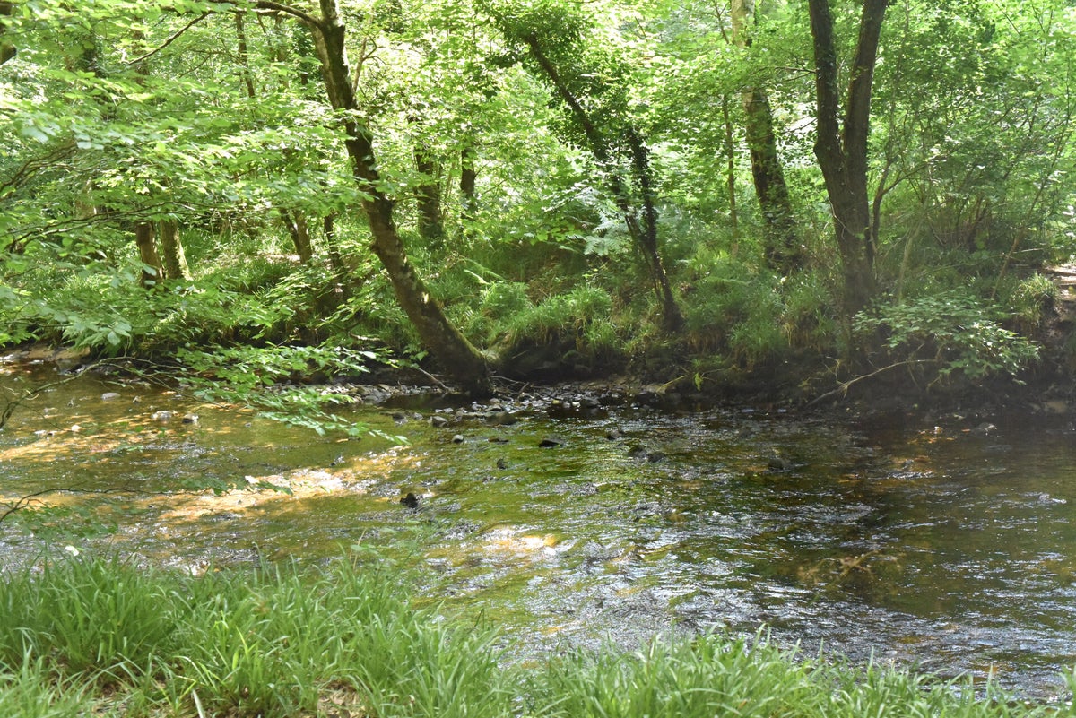 DANES STREAM / FISHING IN THE NEW FOREST | Forestry England Fishing