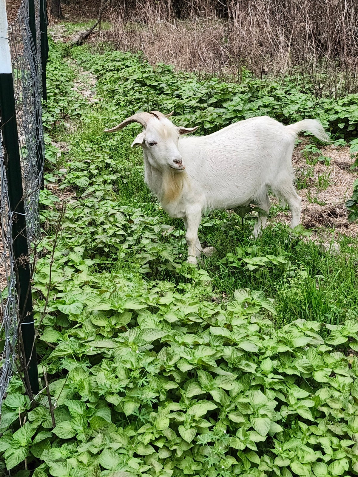 Bucks | DDG Farms