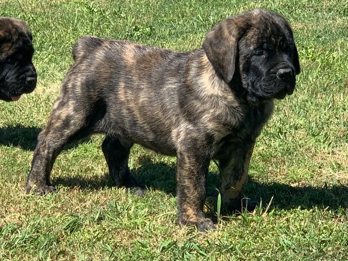 Customer Testimonials | Southern Mastiffs