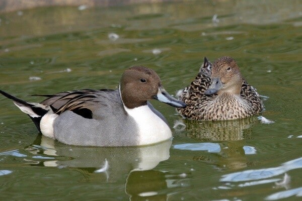 Canard Pilet d'Europe | Tout savoir sur nos appelants
