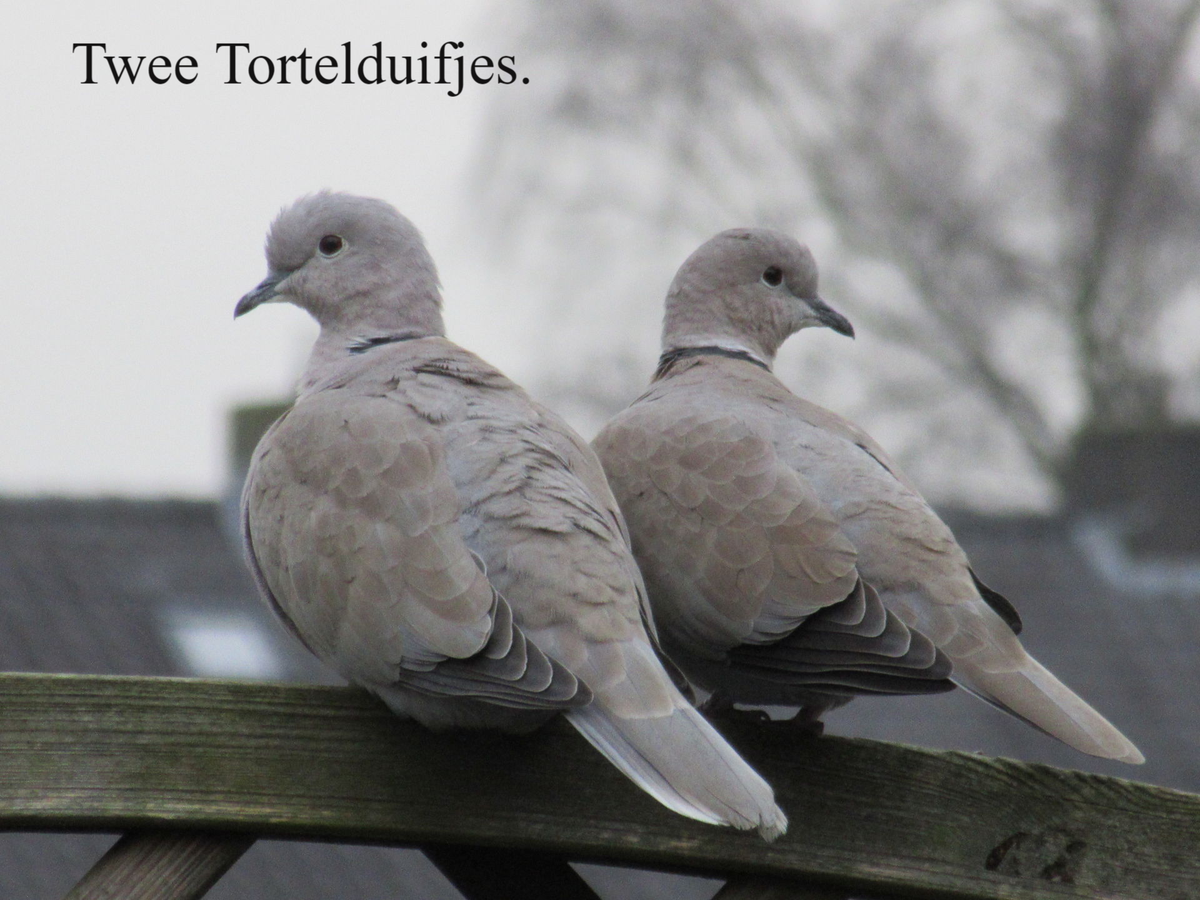 Tortelduifjes. / VOGELS: | Beeldendegedichten.nl