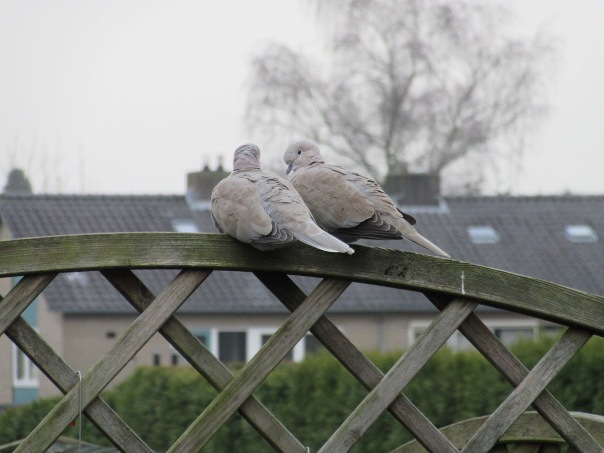Tortelduifjes. / VOGELS: | Beeldendegedichten.nl