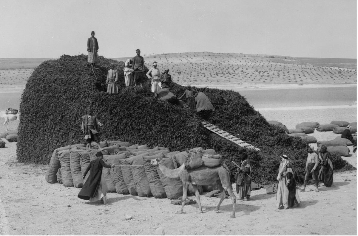De geschiedenis van Drop / Nederland / Lezingen | De Geschiedenis Akademie