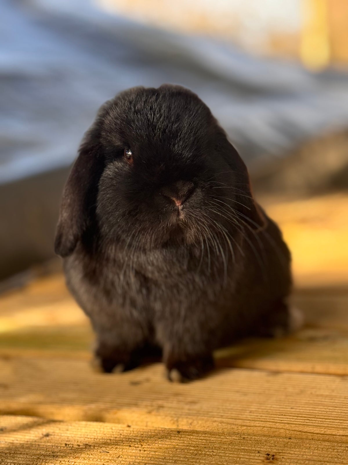 Holland lop et Mix Holland lop reproducteurs | LesPinousdeLaRoussarié