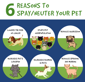Spay and Neuter