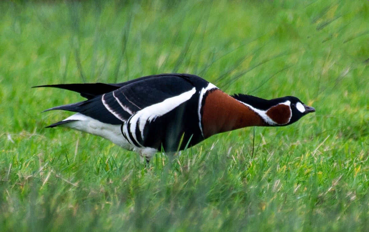 de roodhalsgans / eenden en ganzen / Vogels | Wentingnatuurfotografie.nl