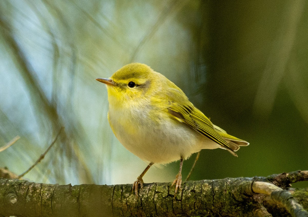 insecteneters en zangvogels / Vogels | Wentingnatuurfotografie.nl