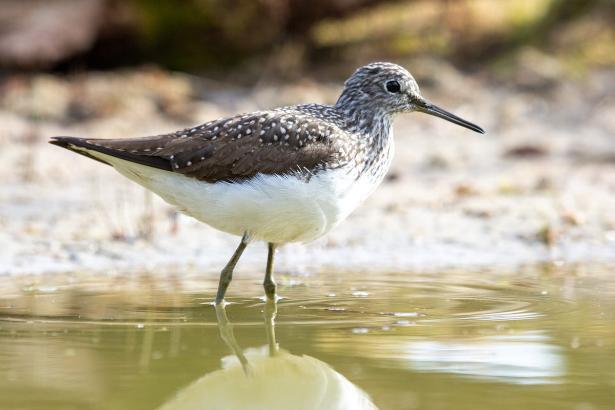 oevervogels en steltlopers / Vogels | Wentingnatuurfotografie.nl