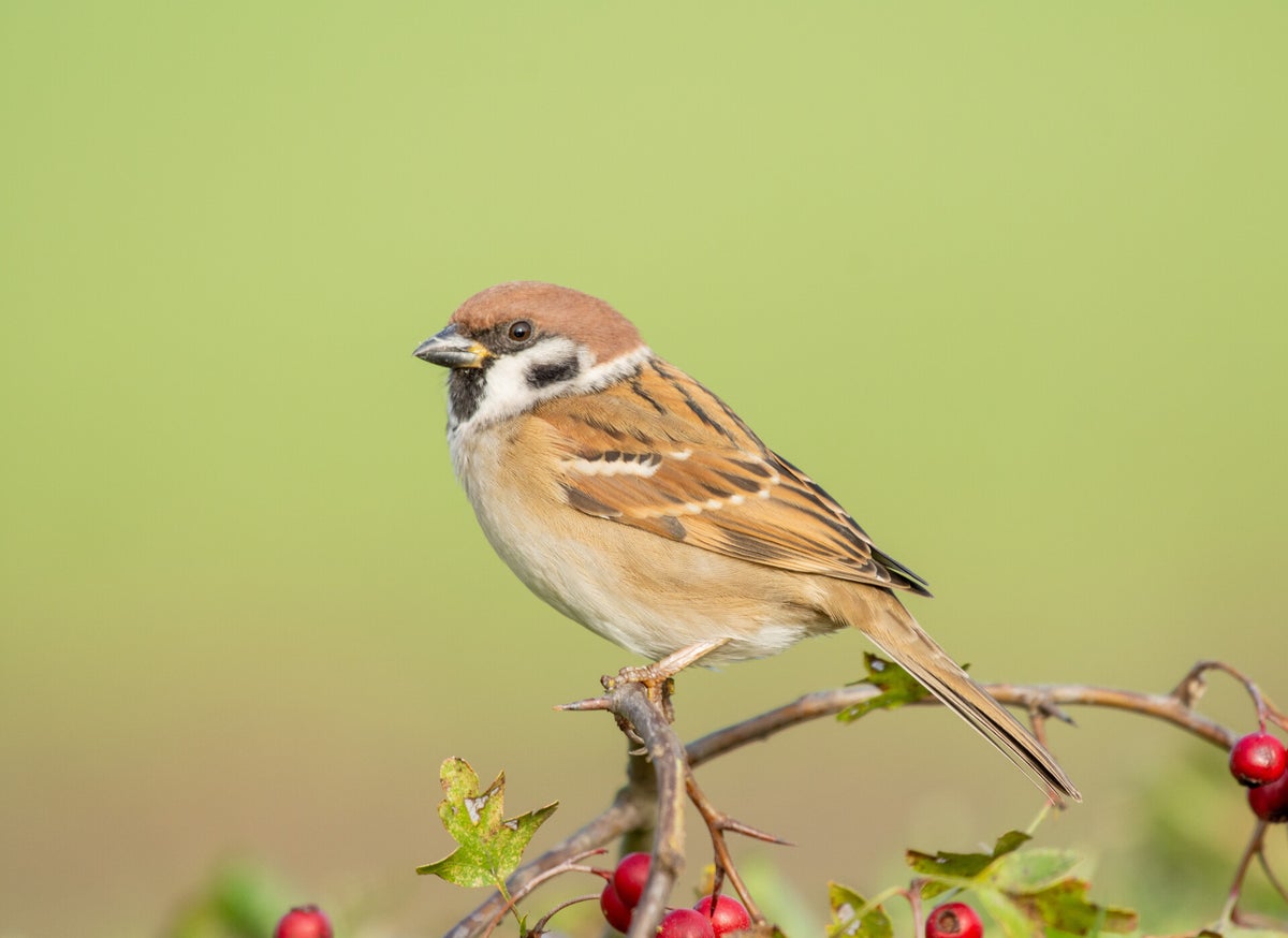 mussen / Vogels | Wentingnatuurfotografie.nl