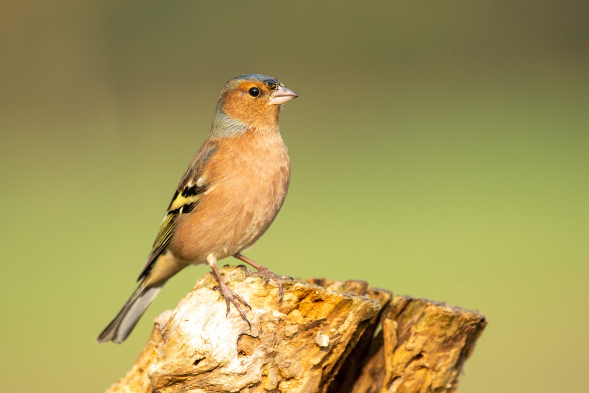 vinkachtigen en sijzen / Vogels | Wentingnatuurfotografie.nl
