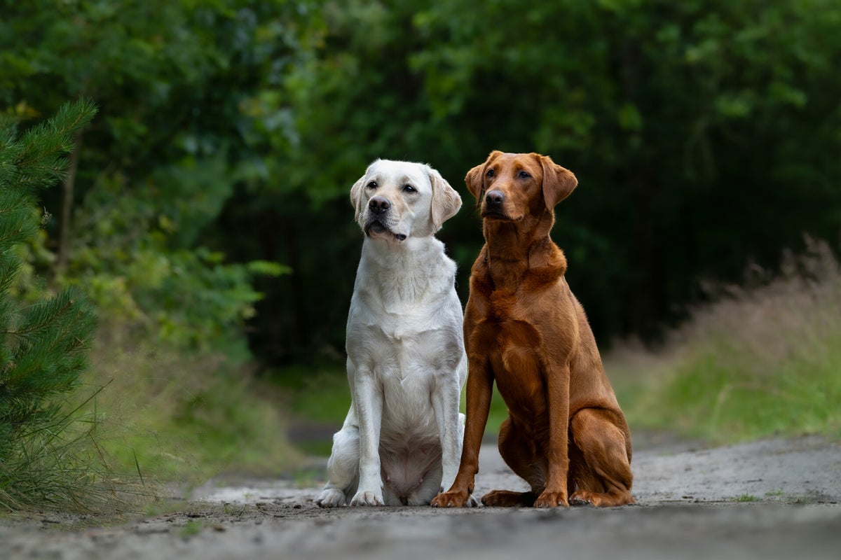 Of the flow meadow labradors