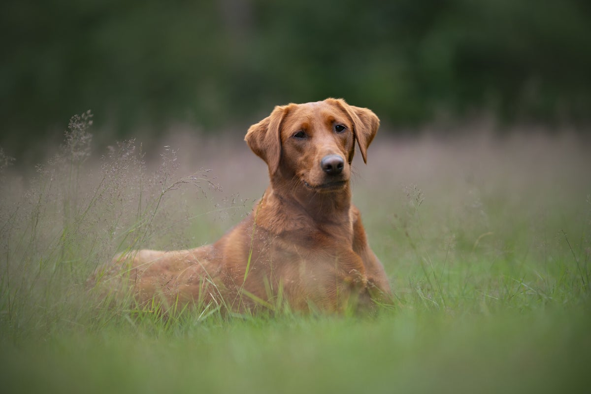 Onze honden | Of the flow meadow labradors