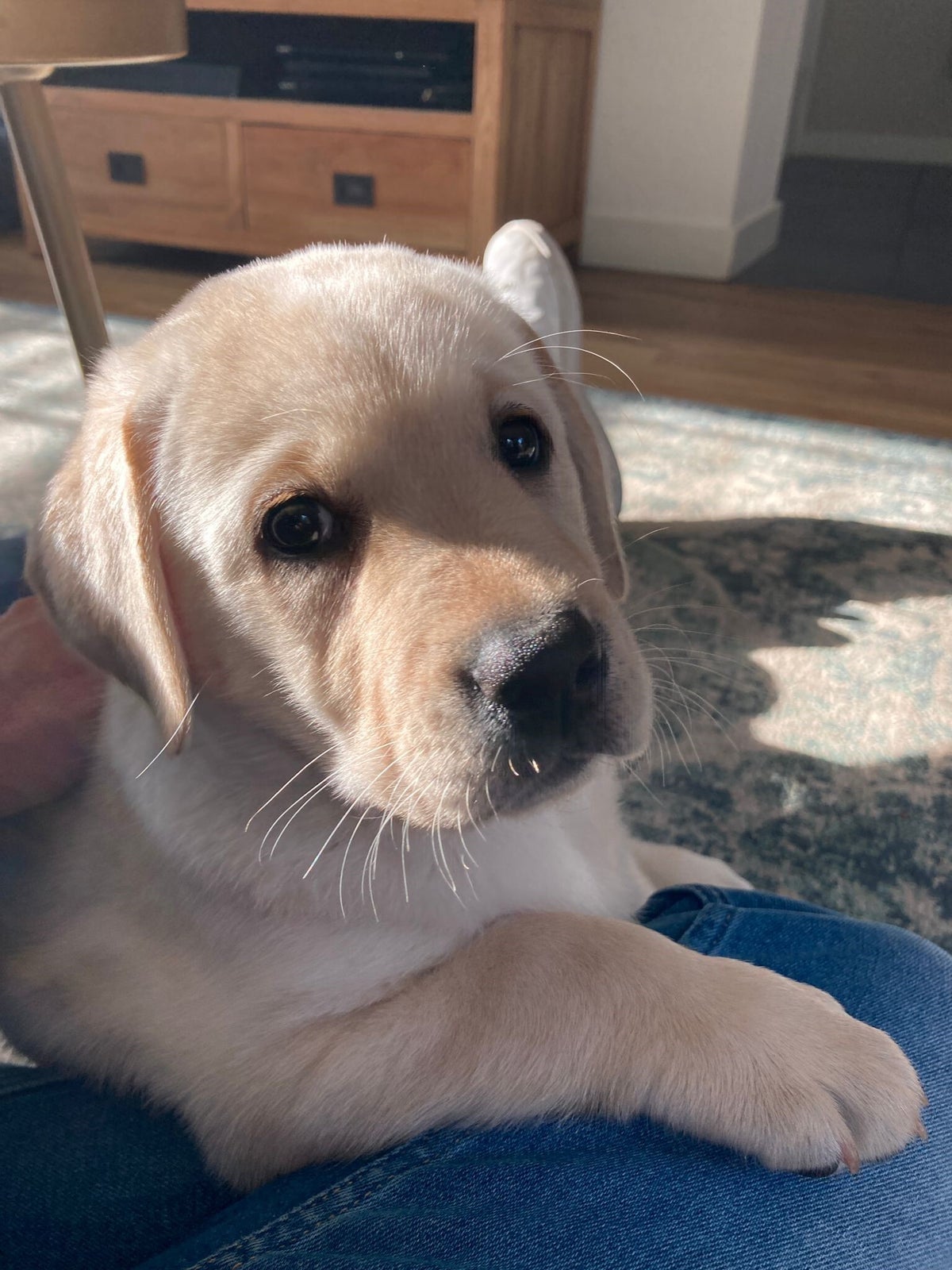 Nestplanning | Of the flow meadow labradors