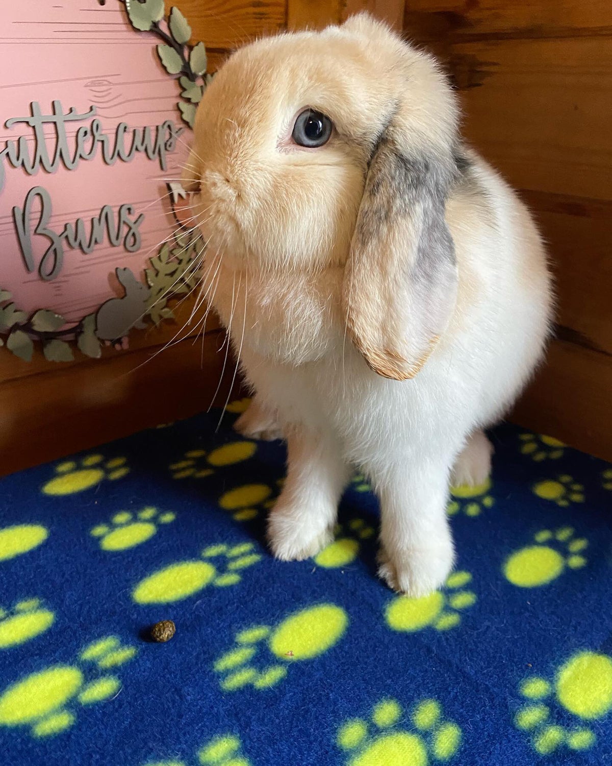 Meet the Does | Buttercupsbuns