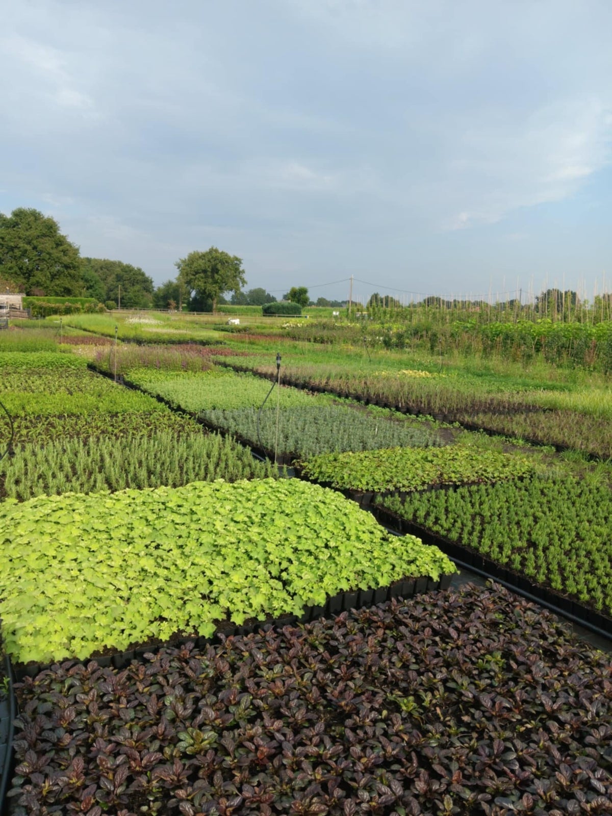 Webshop | Plantenkwekerij Van Meel