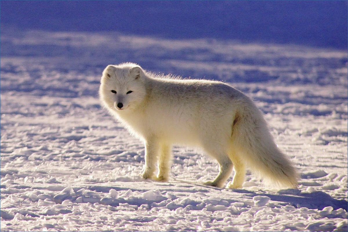 verschillende vossen | Vossen